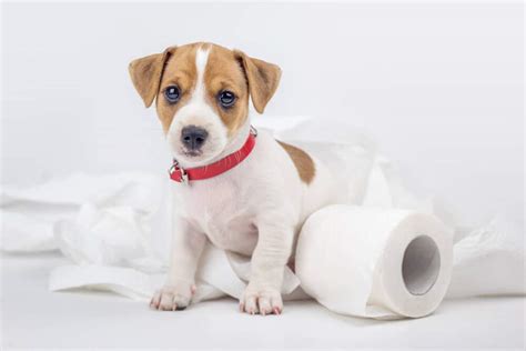 Cómo enseñar a tu perro a hacer sus necesidades fuera de casa