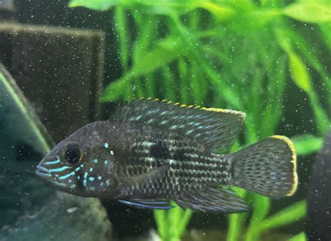Help Sexting R Cichlid