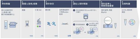 空间转录组学空间转录组测序10x Visium空间转录组