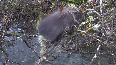 Abcв ВКонтакте