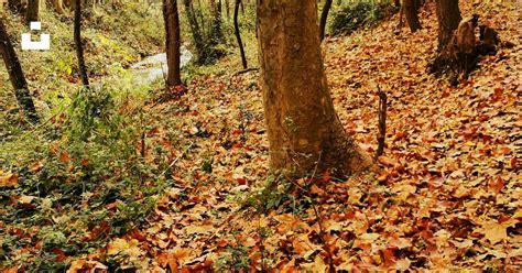 Un Chemin Dans Les Bois Avec Beaucoup De Feuilles Au Sol Photo Photo