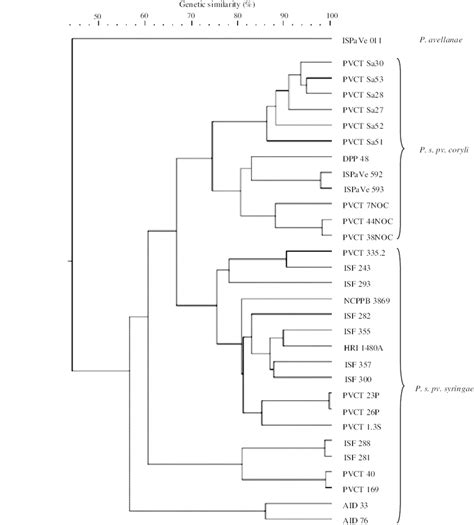 Dendrogram Of 31 Pseudomonas Spp Strains Analysed By Fluorescent Download Scientific Diagram