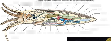 Cephalopod Diagram Test 3 Diagram Quizlet