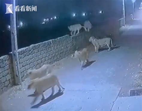 引发村民恐慌！印度8头狮子深夜进村了引发村民恐慌！印度8头狮子深夜进村了 看看新闻网
