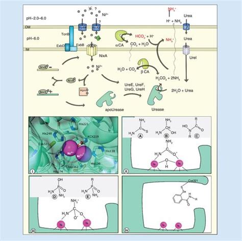 Full Article Future Perspective For Potential Helicobacter Pylori