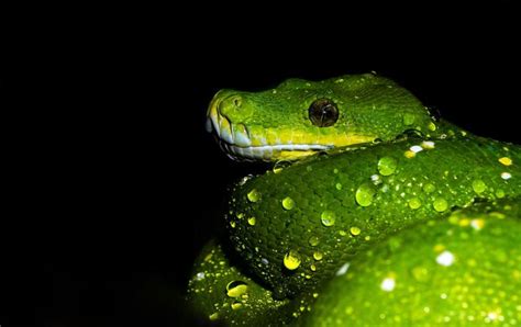 Arun Kumar Thondapu On Linkedin Why Python Is Not The Programming