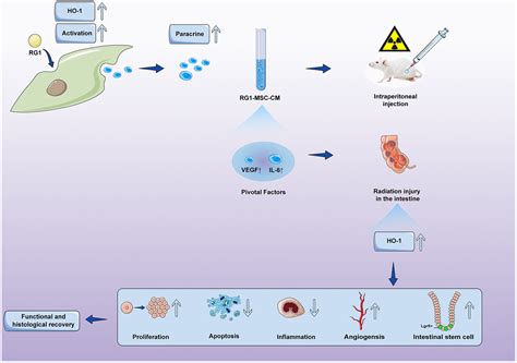 Ginsenoside Rg1 Enhances The Paracrine Effects Of Bone Marrow Derived