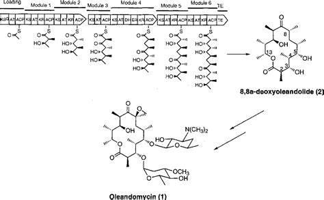 Figure 1 From Cloning Characterization And Heterologous Expression Of A Polyketide Synthase And