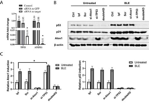 Analyzing The Effect Of Atox1 And Tp53 Gene Sirna Mediated Knockdown On