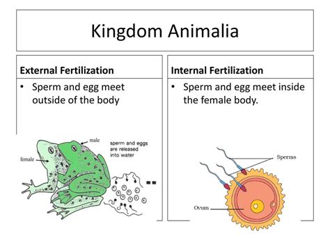 Reproduction Growth And Development In Living Organisms Ppt Download