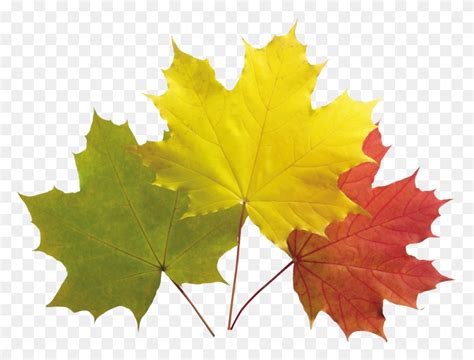 Descargar Png Hoja De Otoño Color De Dibujos Animados Color De La Hoja