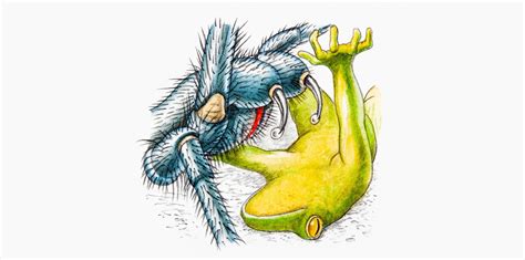 Jad Zabójczego Pająka Zabezpieczy Mózg Przed Skutkami Niedokrwienia