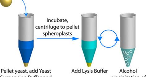 Ez Yeast™ Plasmid Prep Yeast Research Tools Molecular Biology