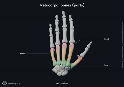 Parts Of Metacarpal Bones Dorsal View Anatomy App