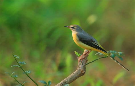 鸟适于飞行的八个特点 百度经验