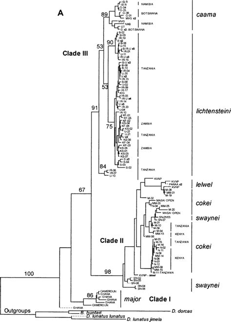 neighbor joining trees of the maximum likelihood distances calculated