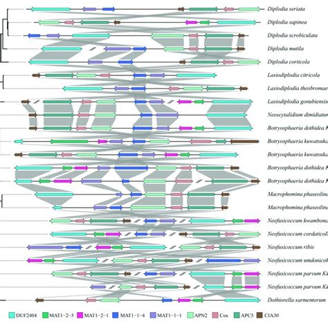 Pairwise Mating Type And Surrounding Genes Comparison Between Species Download Scientific