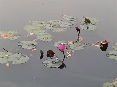 Lotus Secluded View Views Free Photo On Pixabay Pixabay