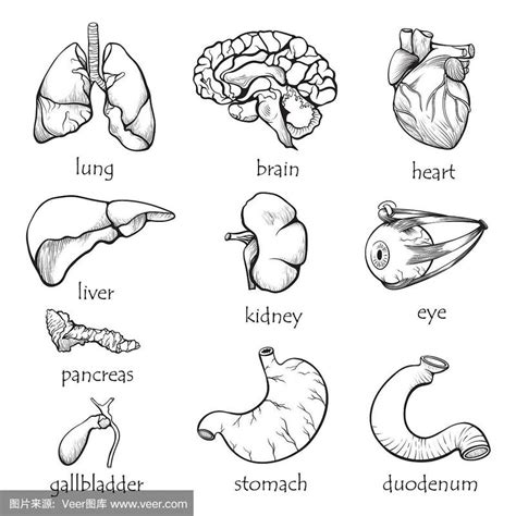 儿童版人体器官简笔画示意图简单（漂亮13张） 简笔画图片大全