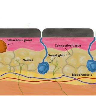 Parallel Artificial Membrane Permeability Assay PAMPA Well Setup Download Scientific