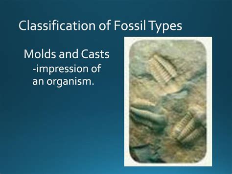 Evidence For Evolution Ppt Download