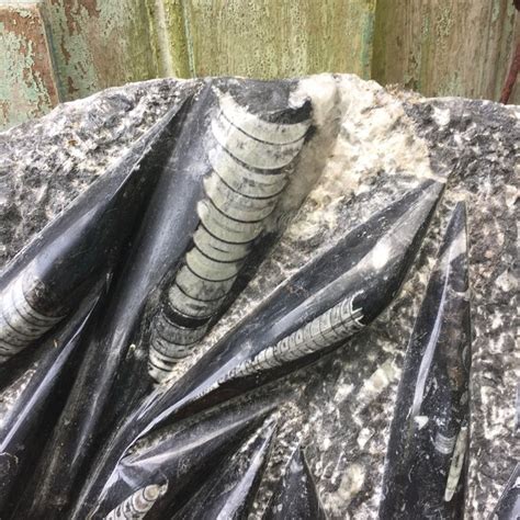 Fossil Giant Cephalopod Plate Orthoceras 70 X 68 Cm Catawiki