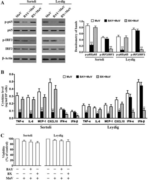 Involvement Of Nf κb And Irf3 Activation In Cytokine Expression A