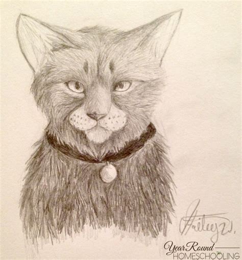 How To Draw A Cat With Graphite Pencils Year Round Homeschooling