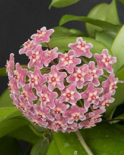 Dataset Flower Roboflow Universe