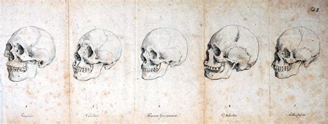 50 Human Anatomy Wallpapers WallpaperSafari
