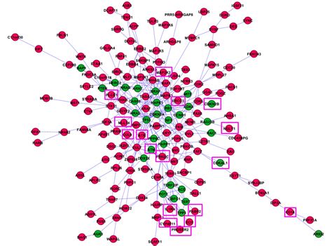 Interconnected Genes Module Figure Shows The Cluster Of Interacting Download Scientific