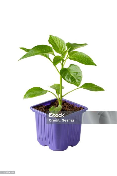 보라색 냄비에 파프리카 묘목 흰색 배경에 고립 된 후추 새싹 원예 컨셉 봄 새싹에 대한 스톡 사진 및 기타 이미지 새싹