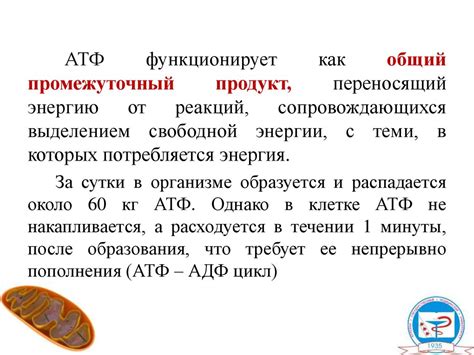 Биоэнергетика - презентация онлайн