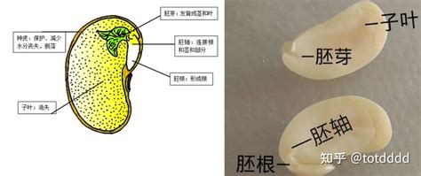 为什么干黄豆是圆的 泡过之后是椭圆的 知乎