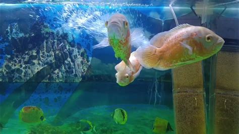 Fishaquariumviralvideo 🐳🐟🐬 Youtube