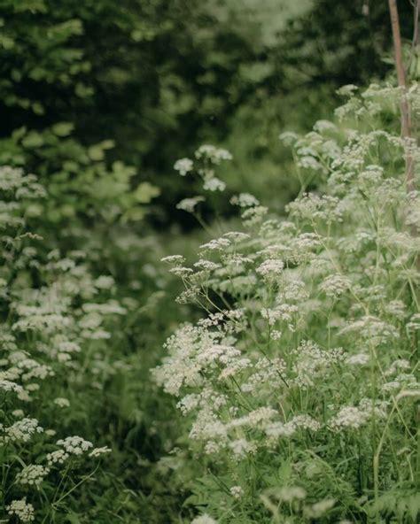 Pin Van Catherine Sutton Op Landscapes Prachtige Bloemen Bloemen Ogen
