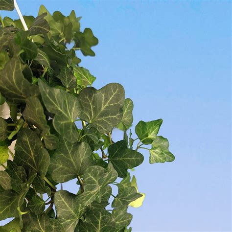 Хедера Хеликс Питтсбург 17/120 – купить в Москве с доставкой – Plantis