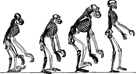 Page 2 Australopithecus Vector Art Icons And Graphics For Free Download