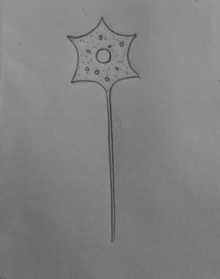 How To Draw A Nerve Cell Neuron Artofit