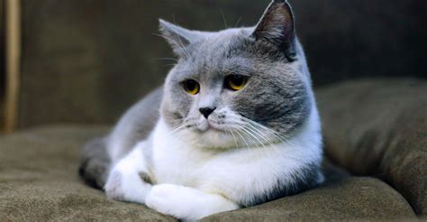 4 Reasons Your Cat Needs Insurance