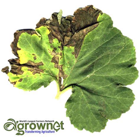 Xanthomonas Campestris Bacterial Diseases In Plants And Their