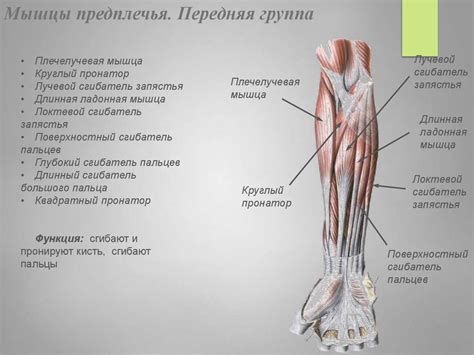 Мышцы верхней конечности презентация онлайн