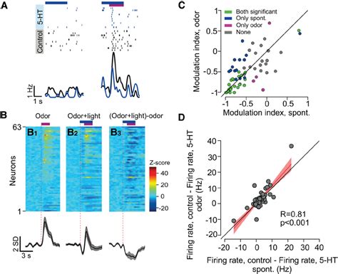 Drn 5 Ht Photostimulation Inhibits Apc Activity During Odor