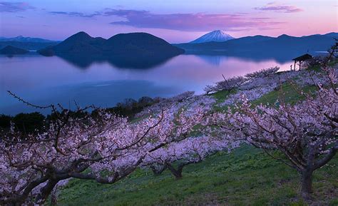 Online Crop HD Wallpaper Cherry Blossom Trees Lake The Volcano