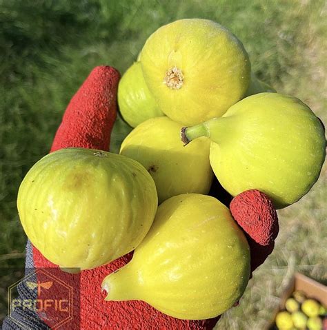 Yellow Long Neck Fig Tree Plant Honey Sugar Type Ficus Carica
