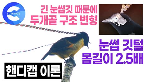생존에 방해가 되는 눈썹 깃털이 왜 달려있을까 신기한 새들 Youtube