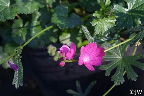 Sidalcea Malviflora Ssp Patula California Flora Nursery