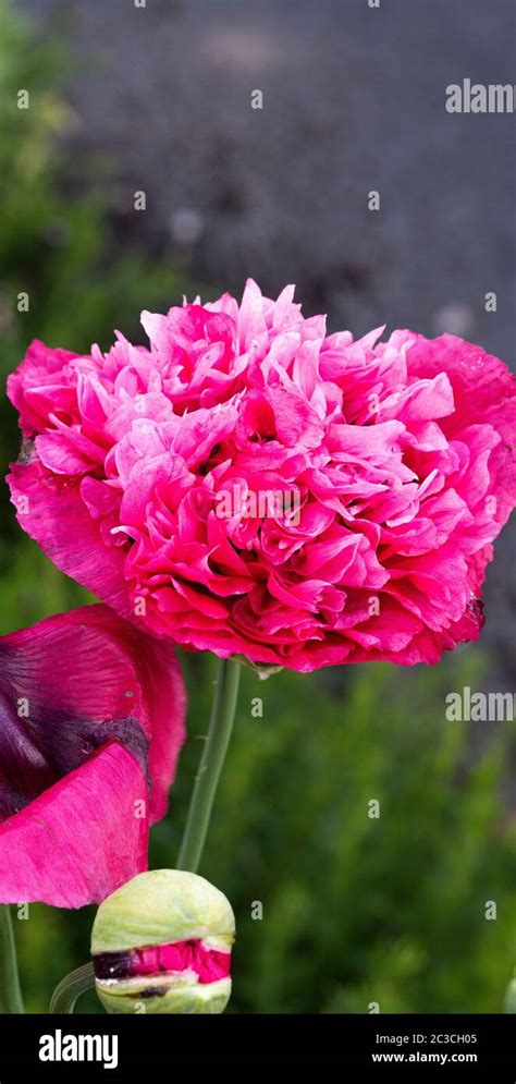 Double Pink Opium Poppy Papaver Hi Res Stock Photography And Images Alamy