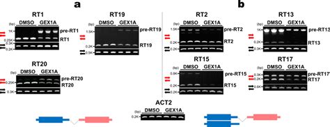 Splicing Inhibitor Treatment Assay In Arabidopsis Seedlings The Results