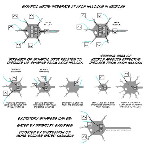 Neuronal Transmission Introduction To Biological Psychology